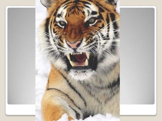 Ottavio cautilli tigres | PPTX