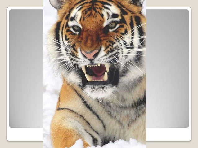 Ottavio cautilli tigres | PPTX