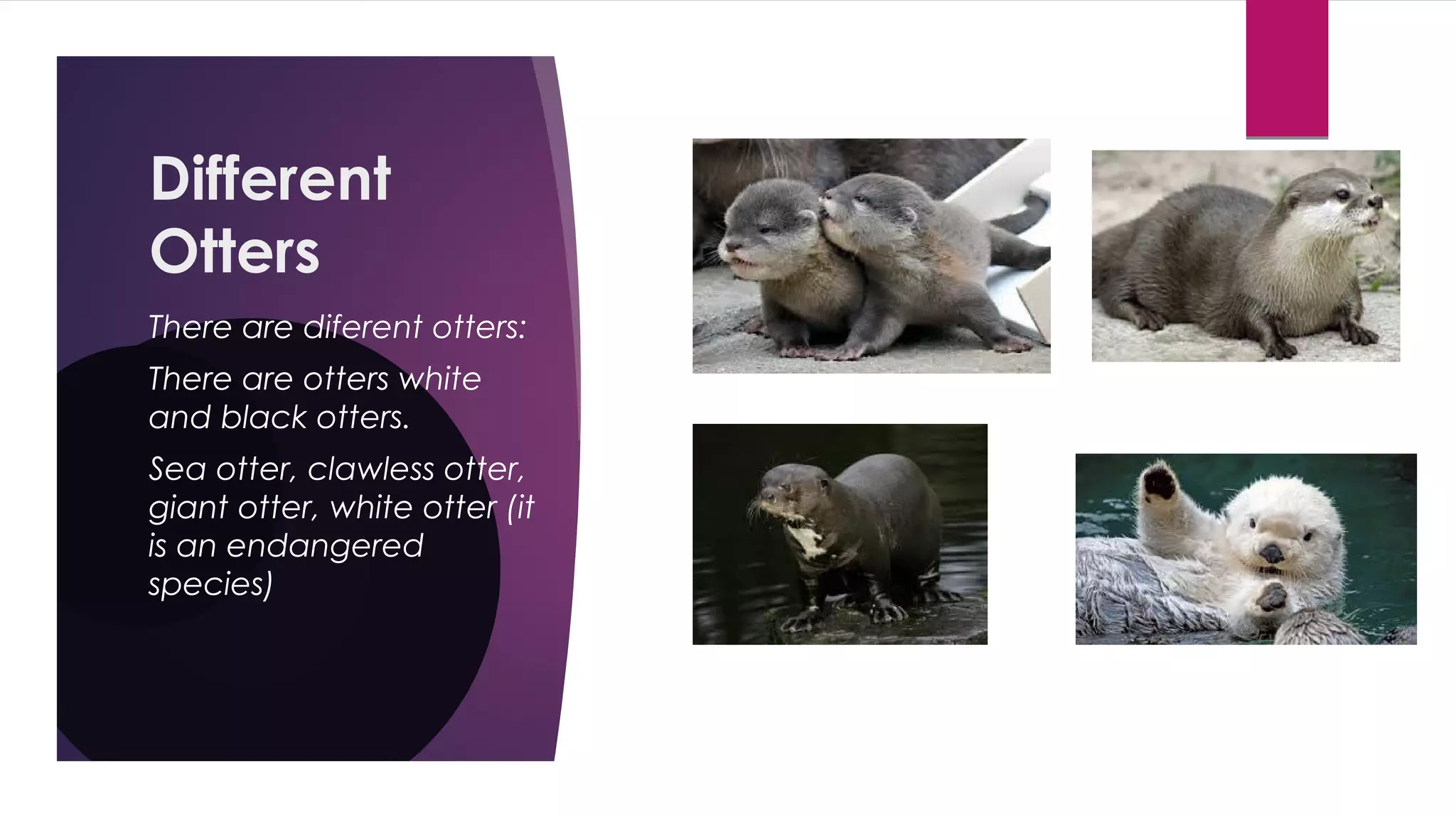 Otter | ODP | Fish and Aquariums | Pets