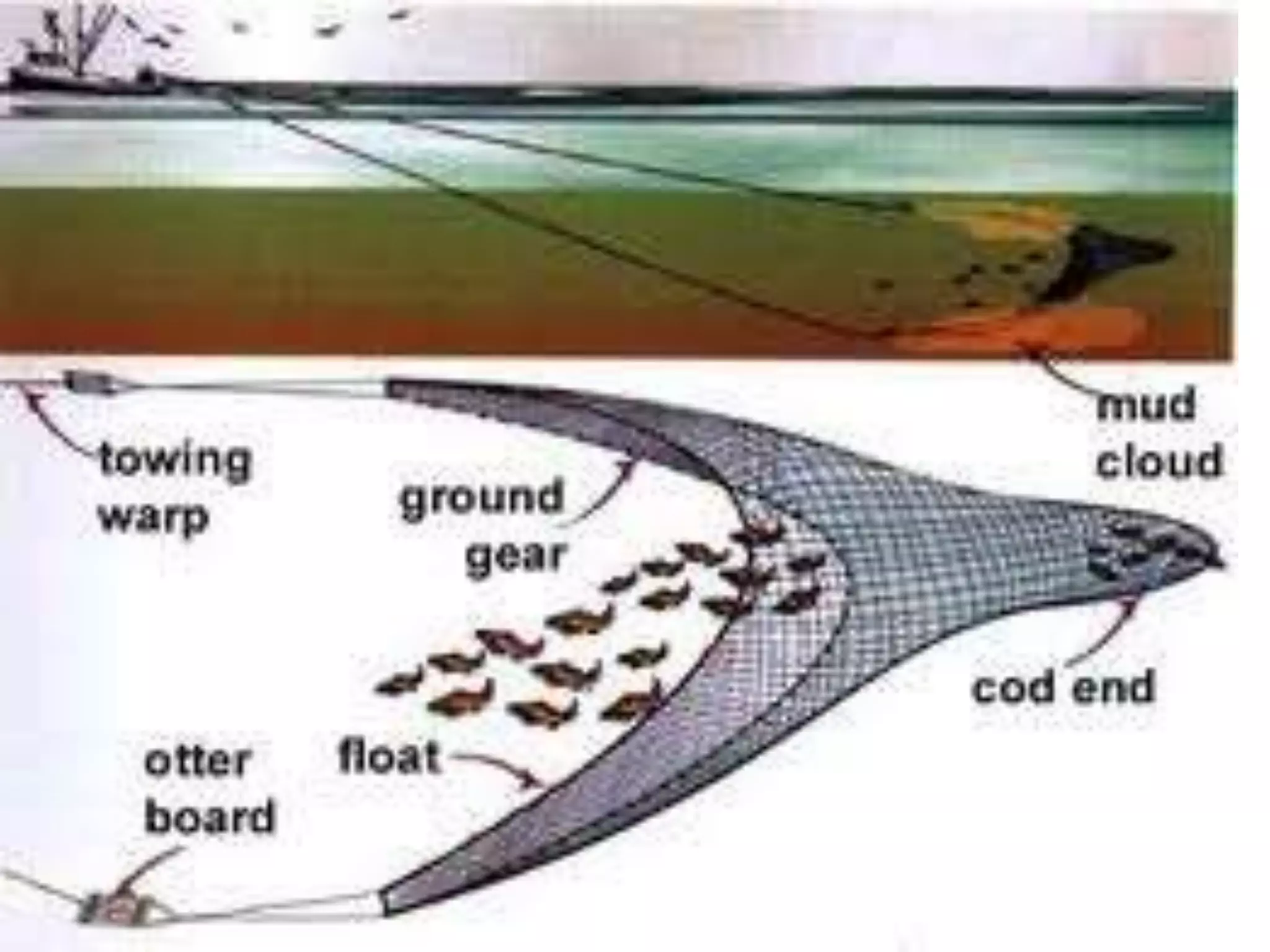 OTTER BOARDS.ppt