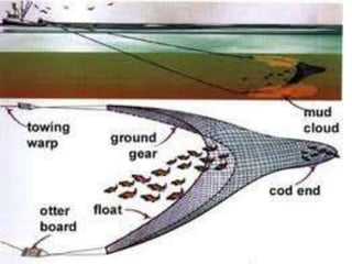 OTTER BOARDS.ppt