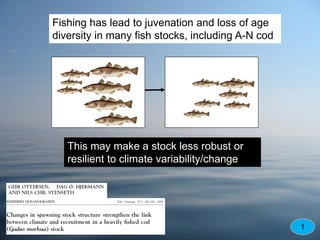 Scientific presentation on climate impacts on fish recruitment | PDF