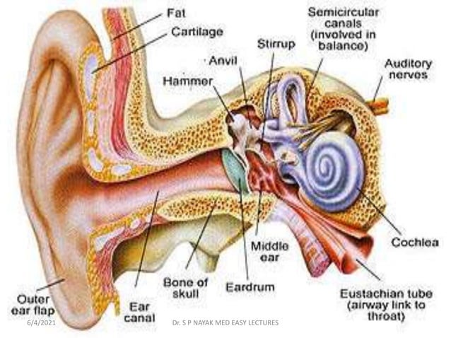 Otitis media basic concepts | PPT