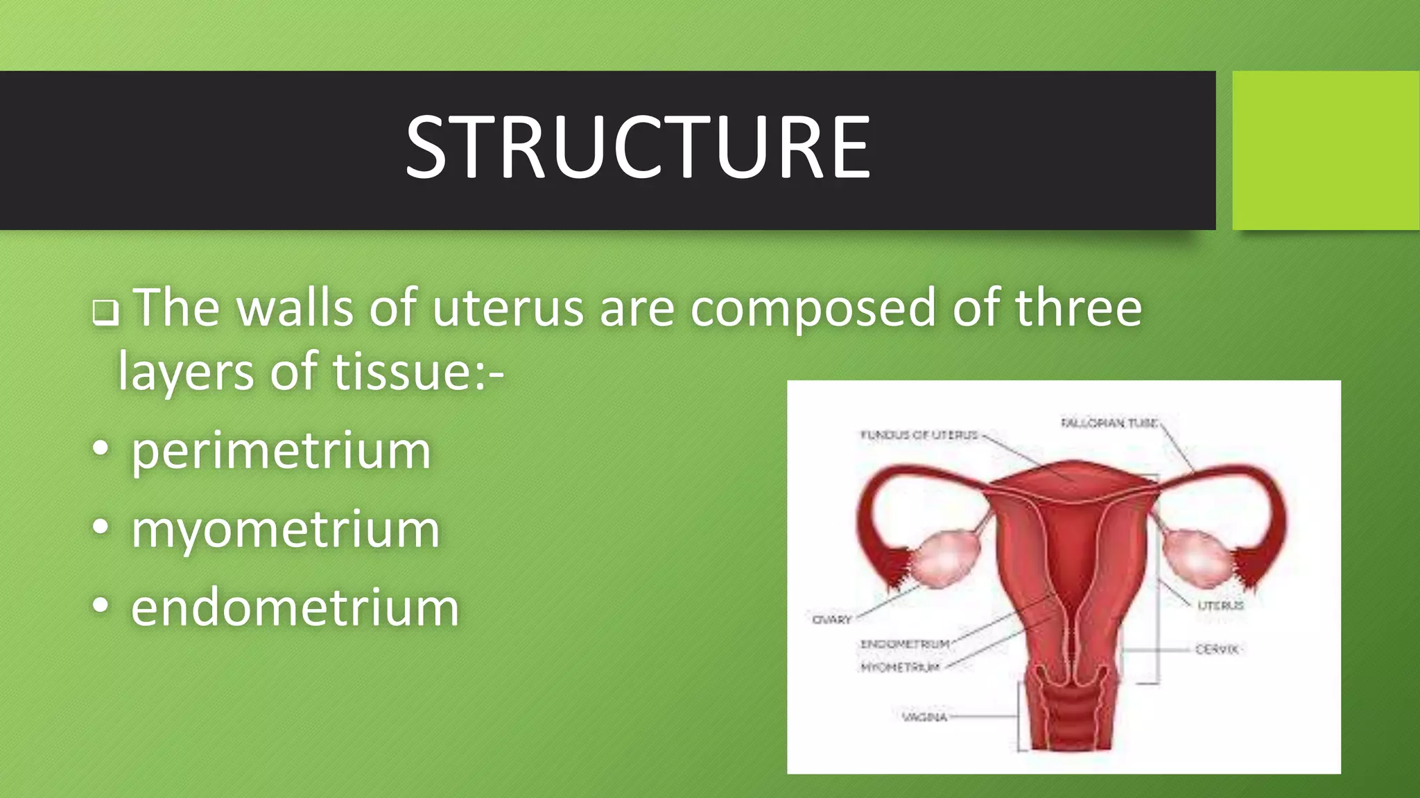 Anatomy of Uterus | PPTX
