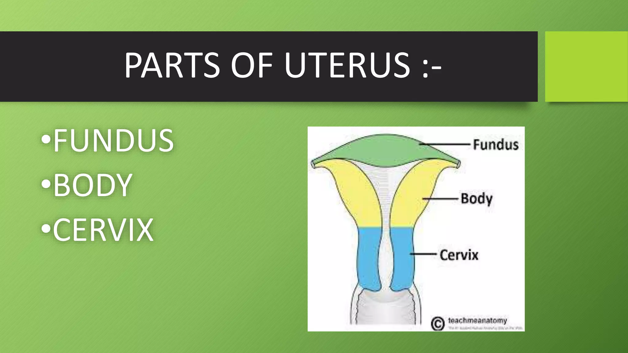 Anatomy of Uterus | PPTX