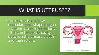 Anatomy of Uterus | PPTX
