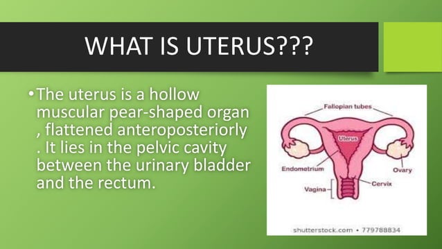 Anatomy of Uterus | PPTX