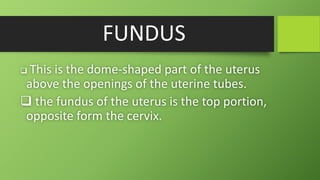 Anatomy of Uterus | PPTX