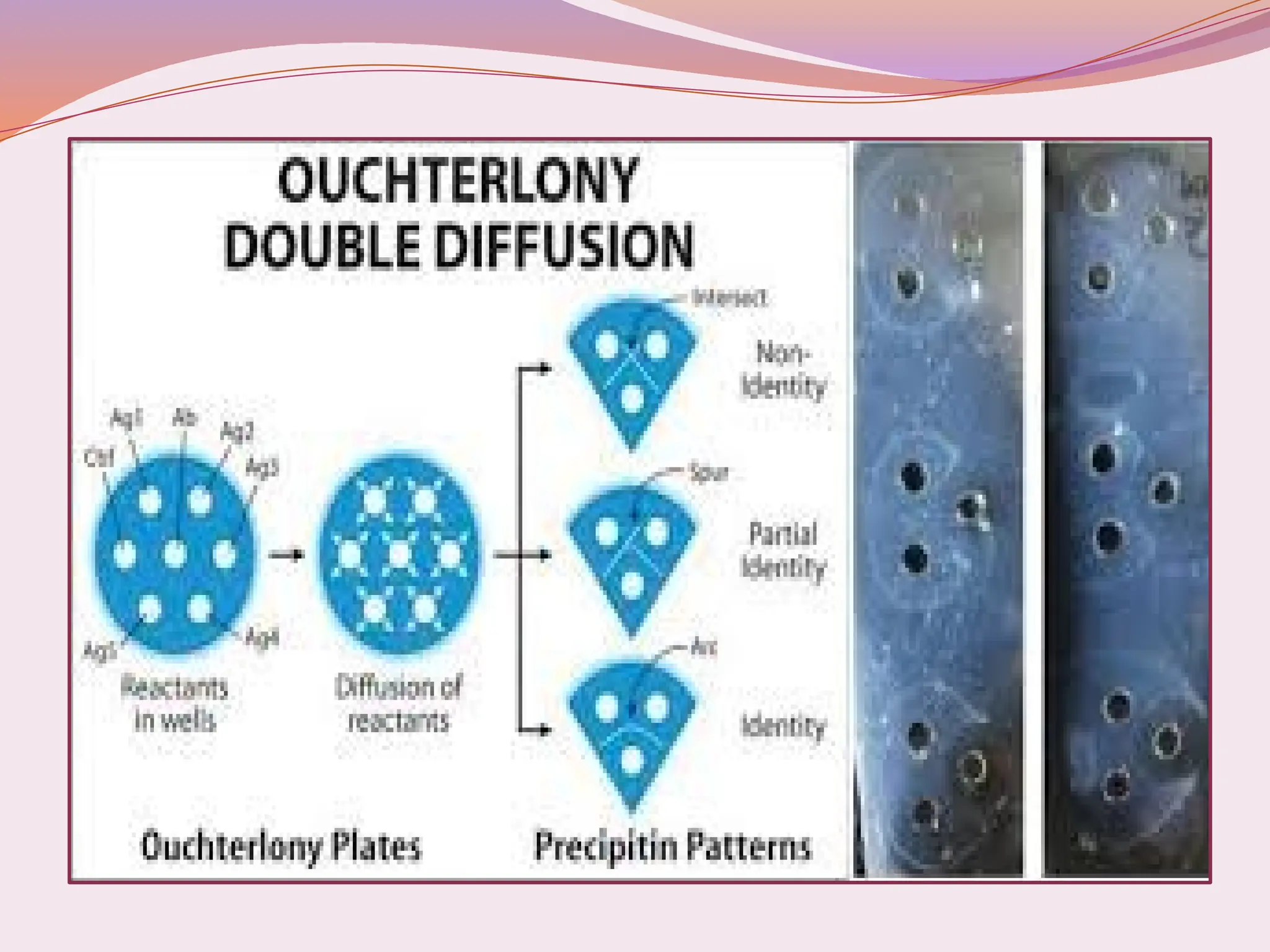 OUCHTERLONY DOUBLE IMMUNODIFFUSION TECHNIQUE.pptx