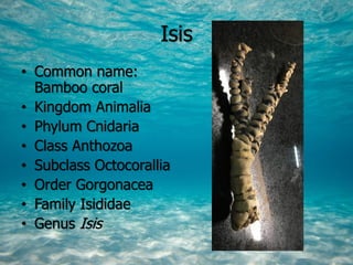Oulastrea isis pavona | PPT
