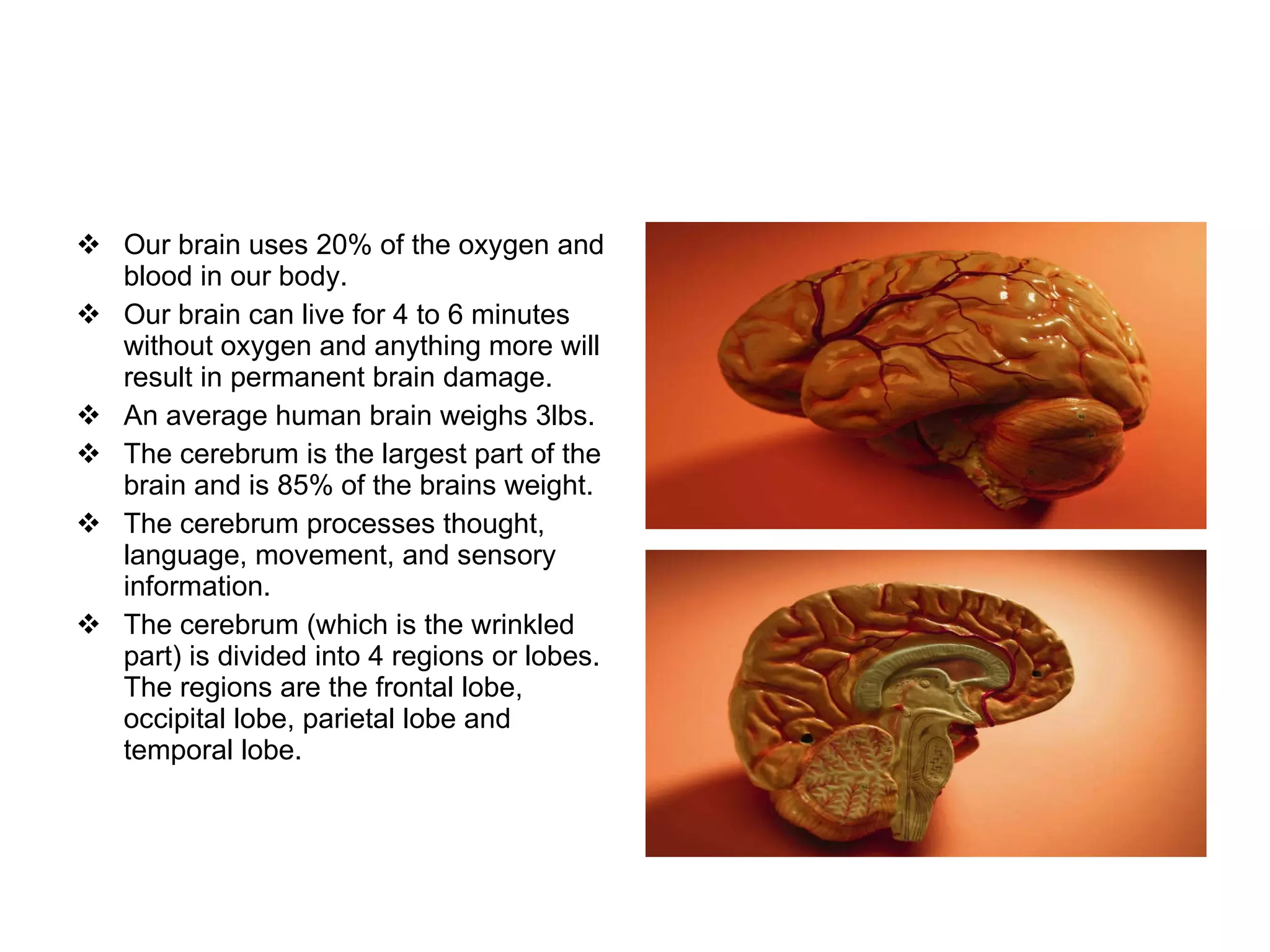 Our Amazing Brain | PPT