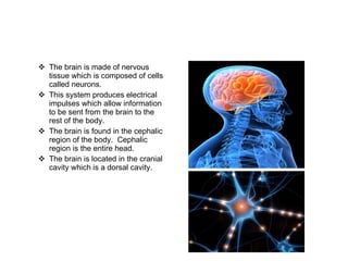 Our Amazing Brain | PPT