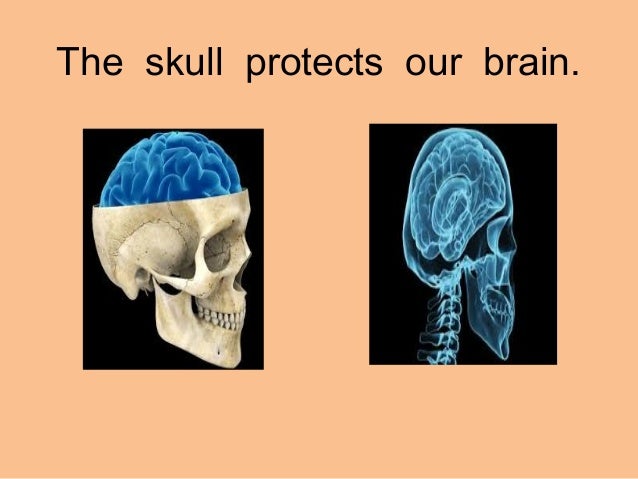 Our Body Has Bones our-body-has-bones