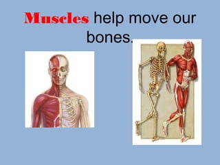 Our body has muscles | PPT
