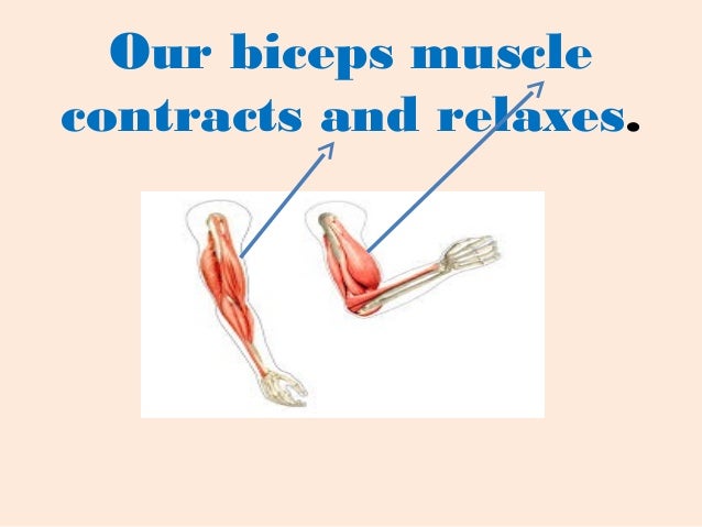 Biarticular Muscle Examples