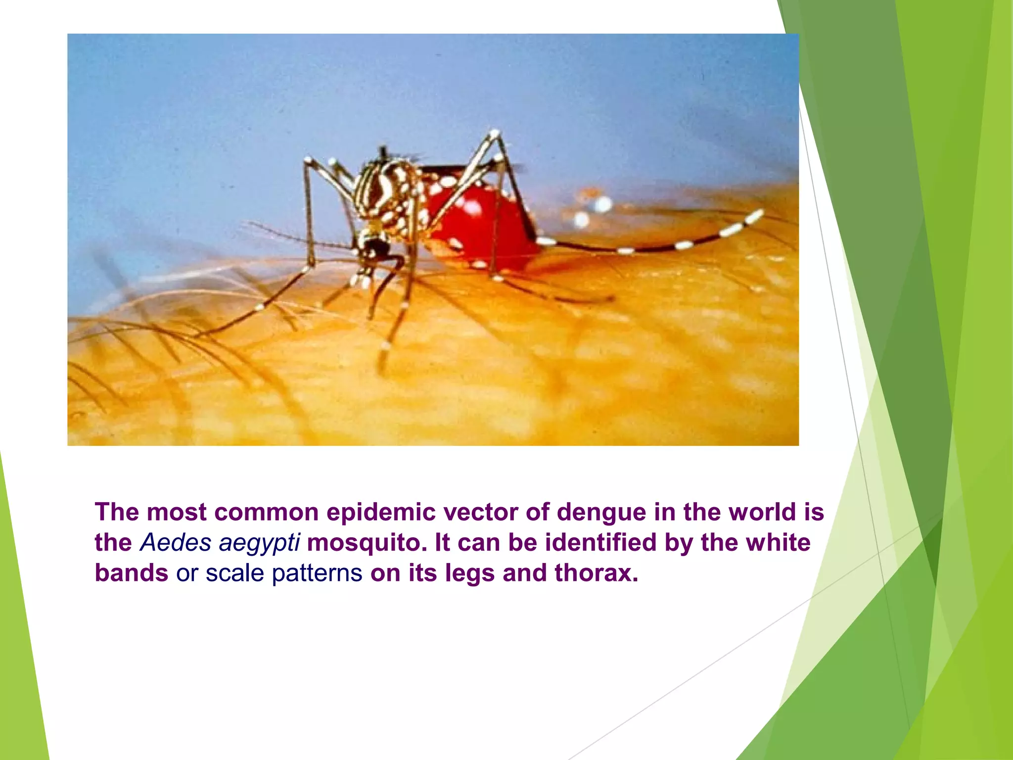 Case Presentation Dengue Fever | PPT