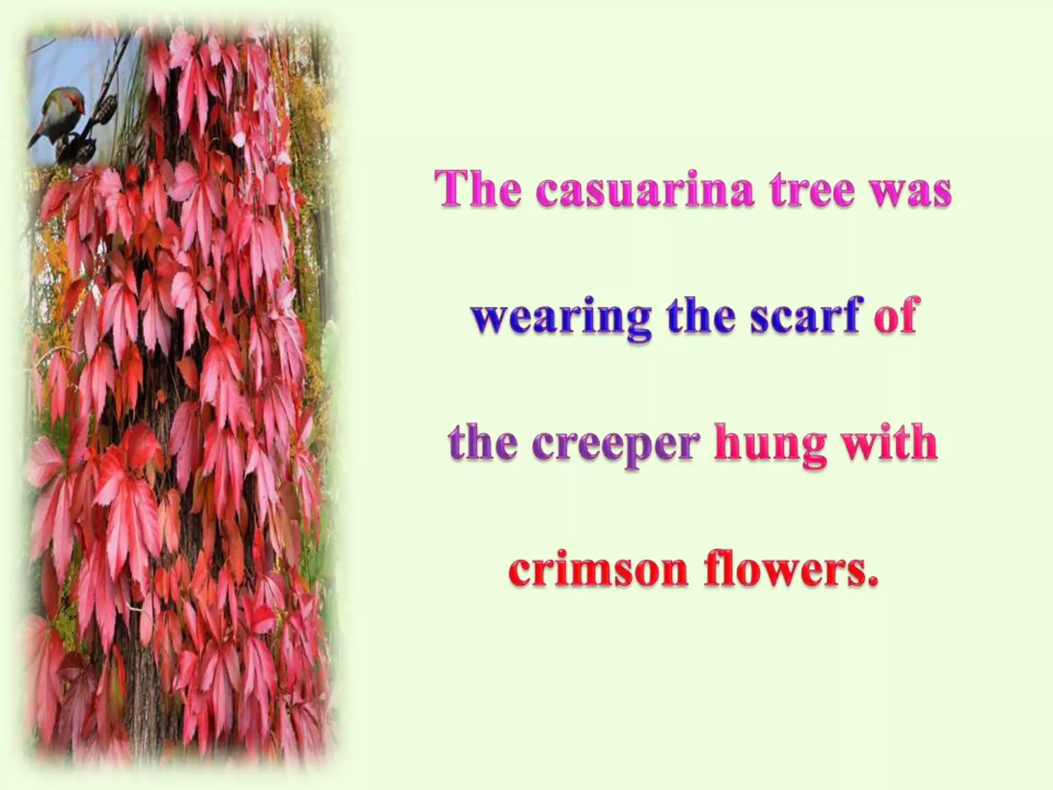 OUR CASUARINA TREE - TORU DUTT BY ROBYHEP | PPTX