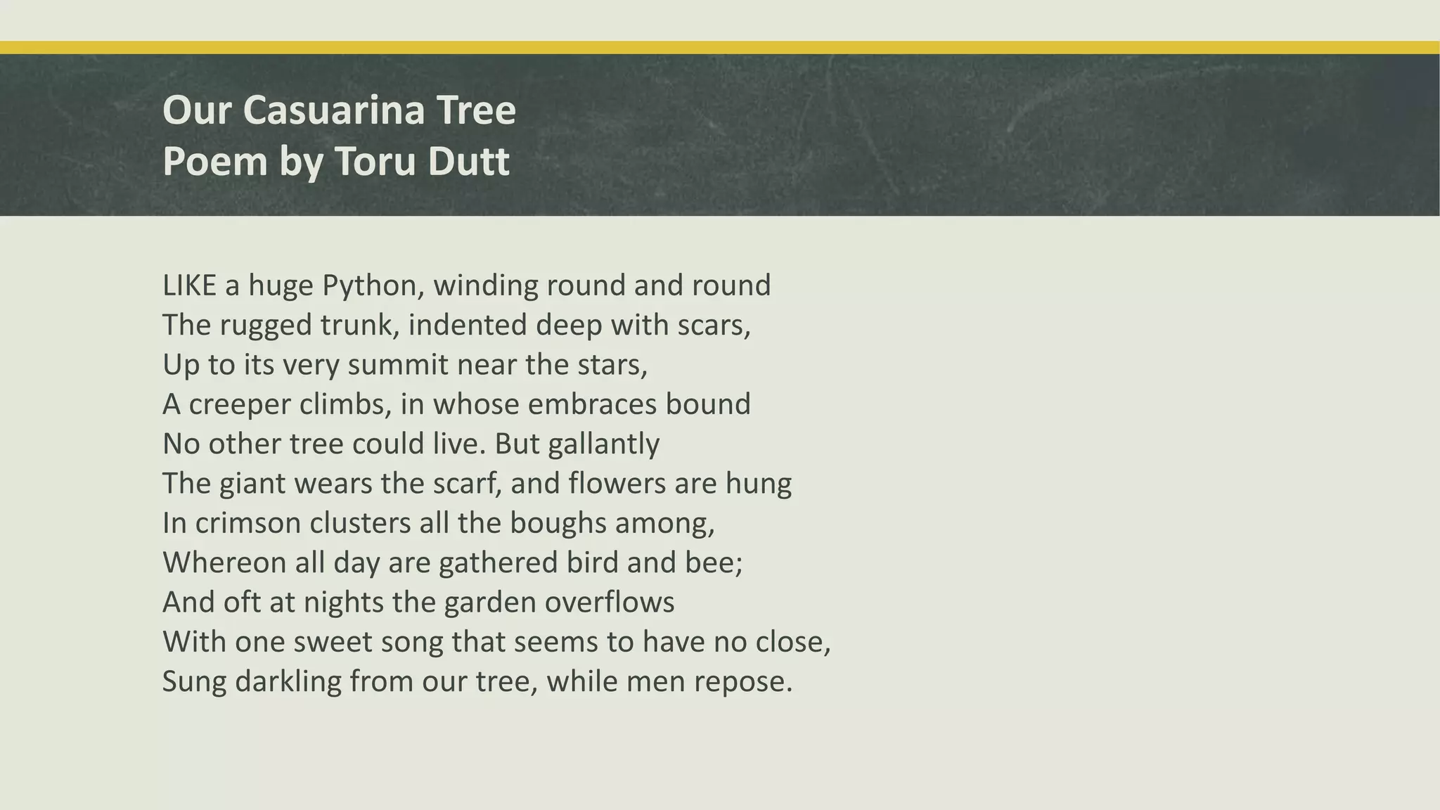 Our casuarina tree | PPTX