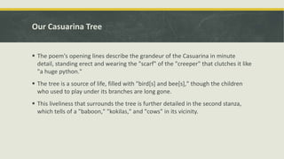 Our casuarina tree | PPTX