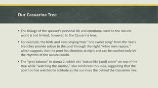Our casuarina tree | PPTX