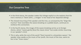 Our casuarina tree | PPTX