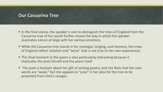 Our casuarina tree | PPTX
