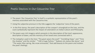 Our casuarina tree | PPTX