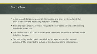 Our casuarina tree | PPTX