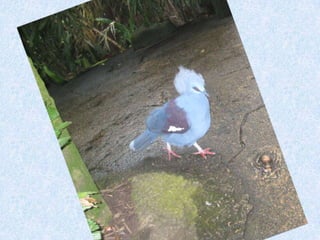 Our class excursion | PPTX