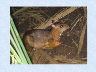 Our class excursion | PPTX