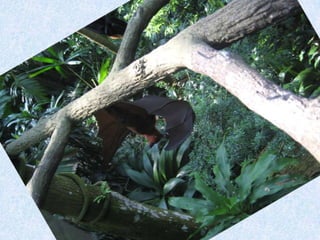 Our class excursion | PPTX