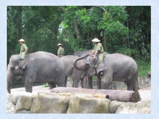 Our class excursion | PPTX