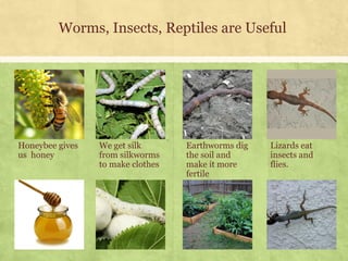 Environmental Science (EVS): Insects (Class III) | PDF