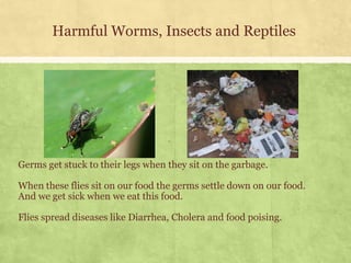 Environmental Science (EVS): Insects (Class III) | PDF