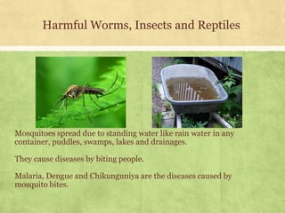 Environmental Science (EVS): Insects (Class III) | PDF