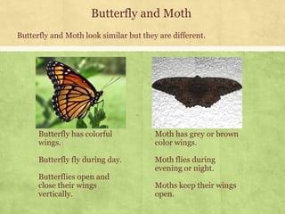 Environmental Science (EVS): Insects (Class III) | PDF