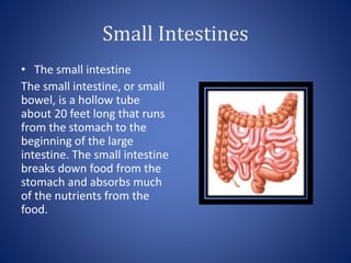 Our digestive system | PPT