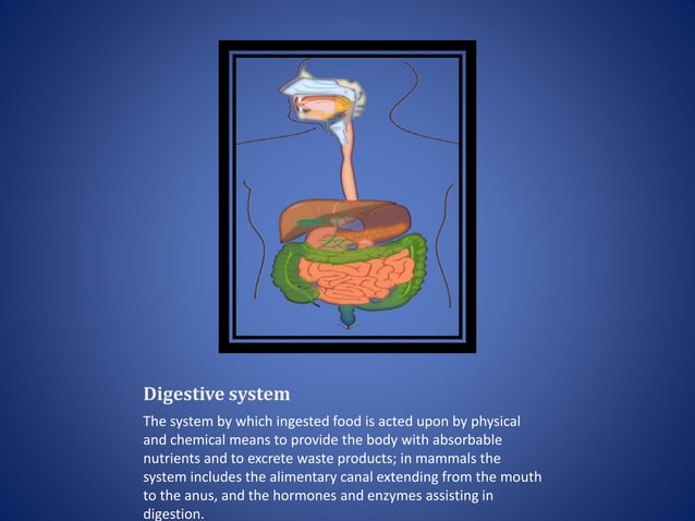 Our digestive system | PPT