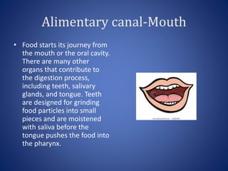 Our digestive system | PPT