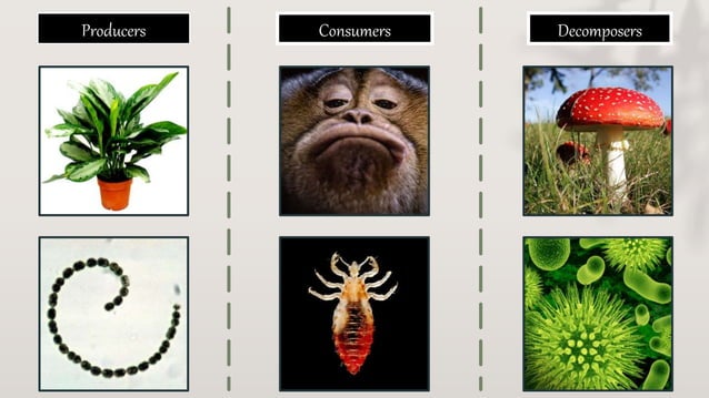 Our Environment Class - 10th | PPTX