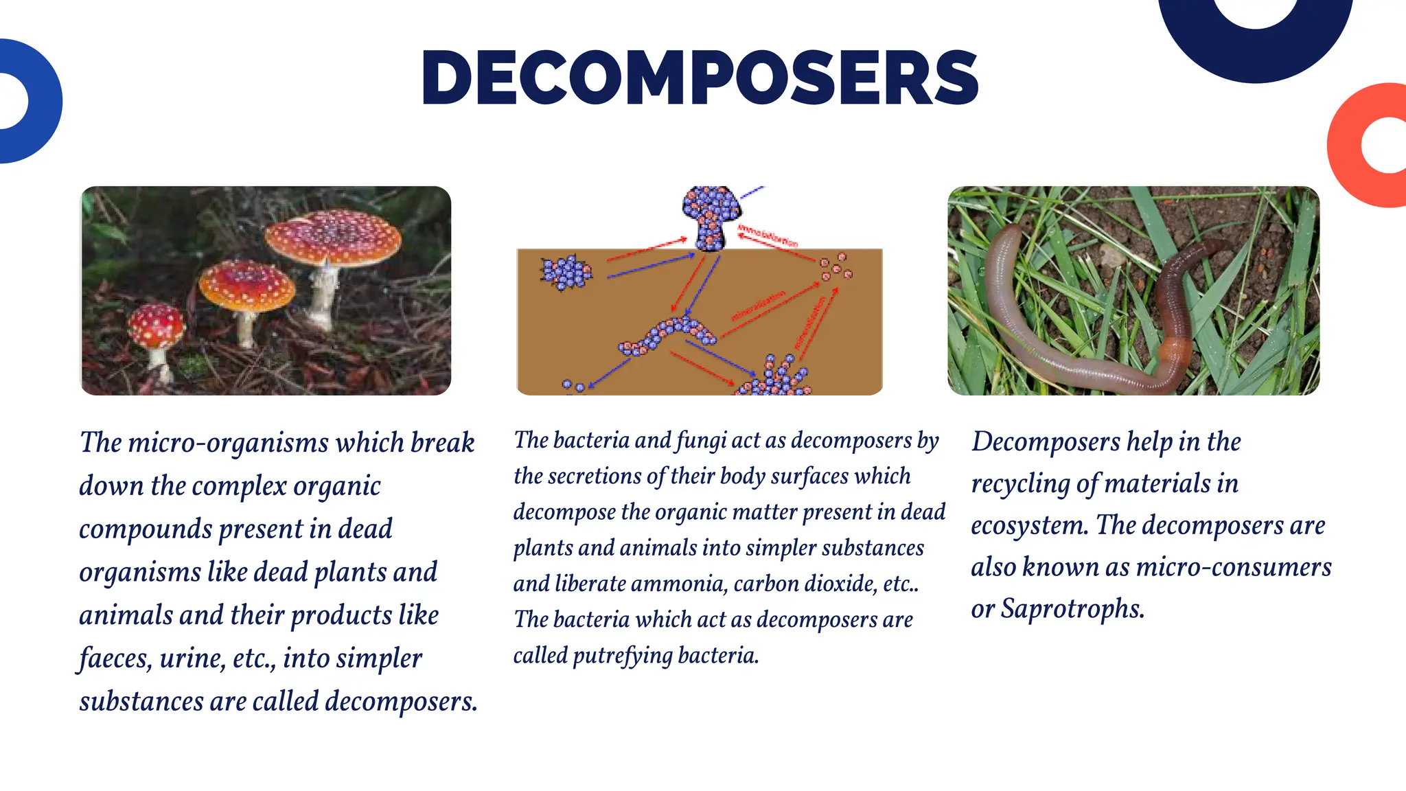 OUR ENVIRONMENT class 10 presentation full lesson explained | PDF