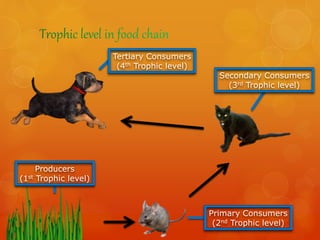 Our environment somen | PPTX