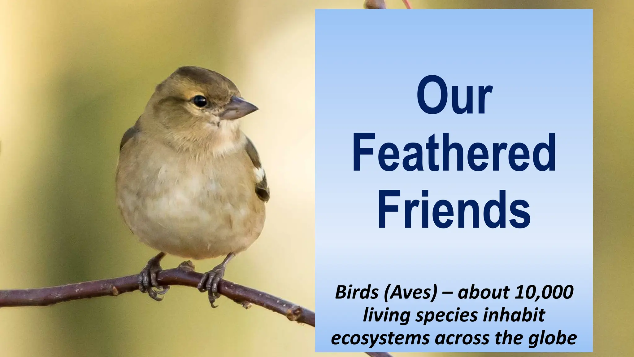 Our Feathered Friends - Presentation Slide | PPT