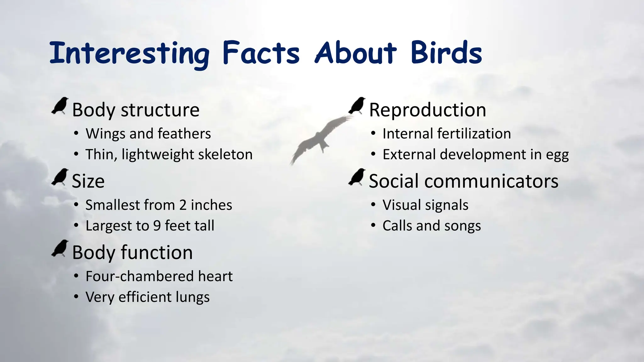 Our Feathered Friends - Presentation Slide | PPT