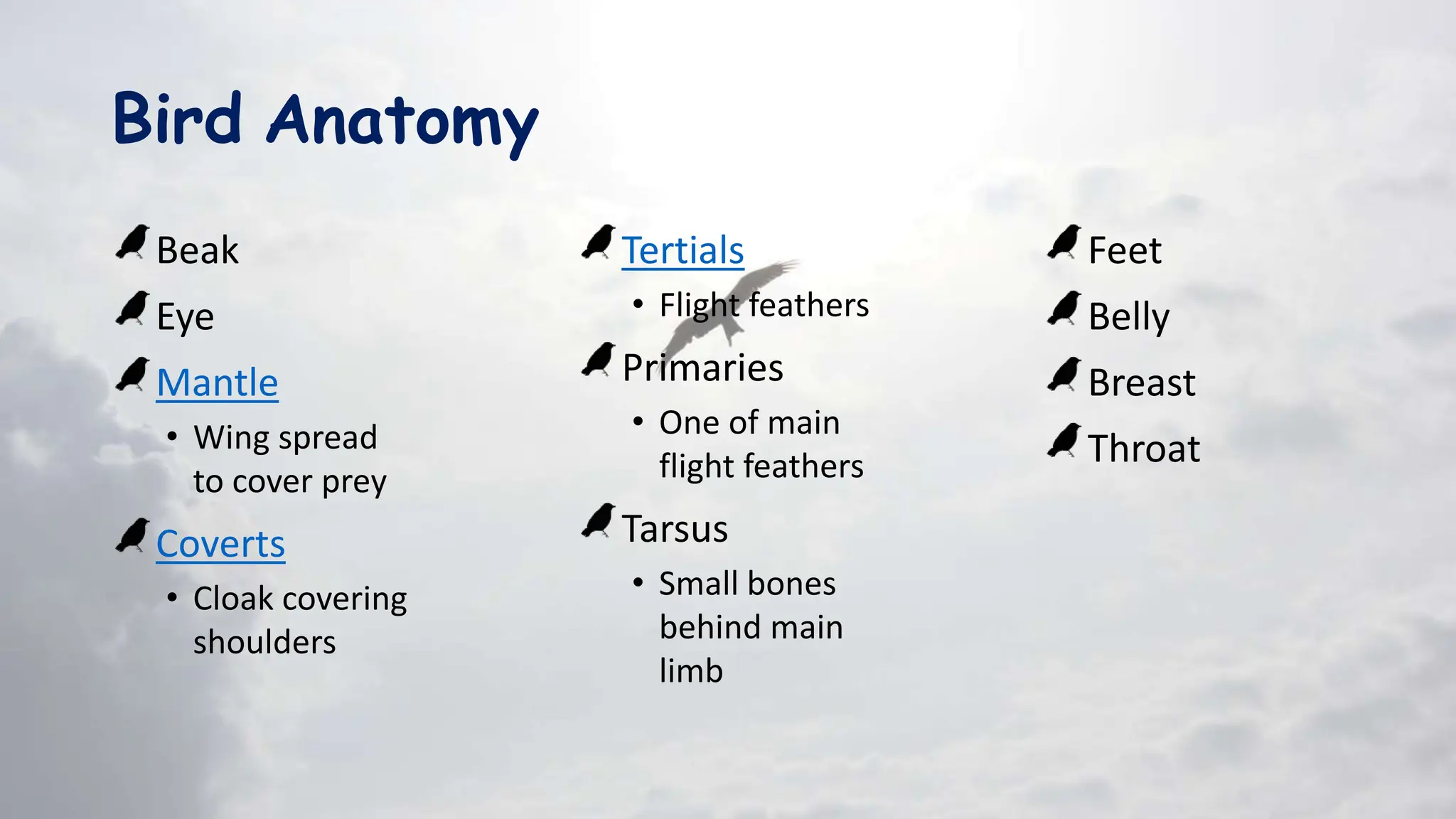 Our Feathered Friends - Presentation Slide | PPT