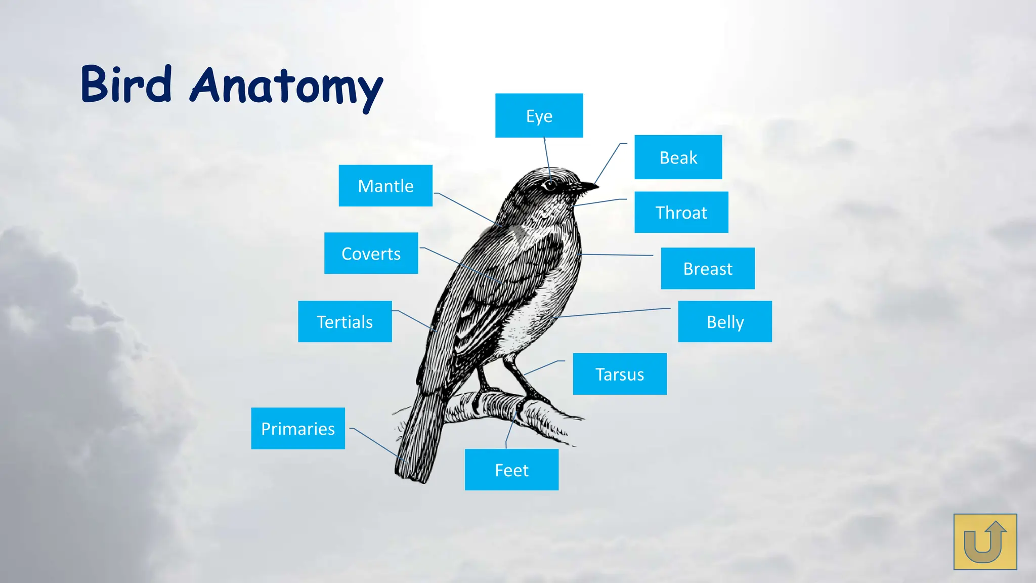 Our Feathered Friends - Presentation Slide | PPTX