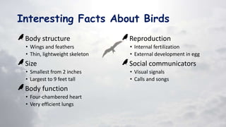 Our Feathered Friends - Presentation Slide | PPT