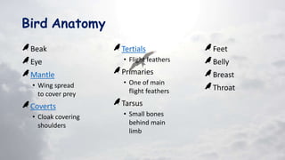Our Feathered Friends - Presentation Slide | PPT