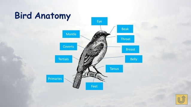 Our Feathered Friends - Presentation Slide | PPT