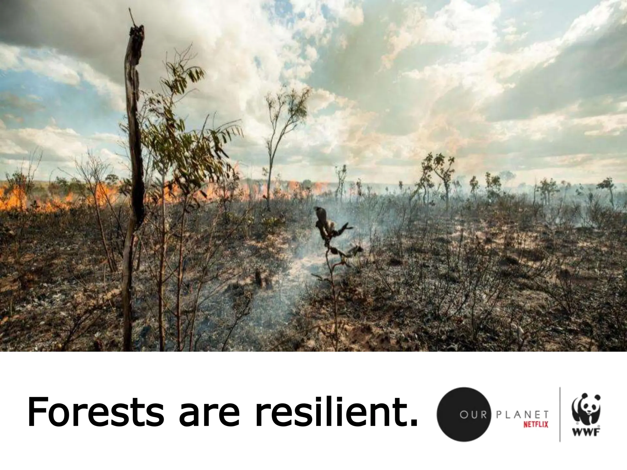 Forests-envir_eco_bio_protection__slides | PPTX